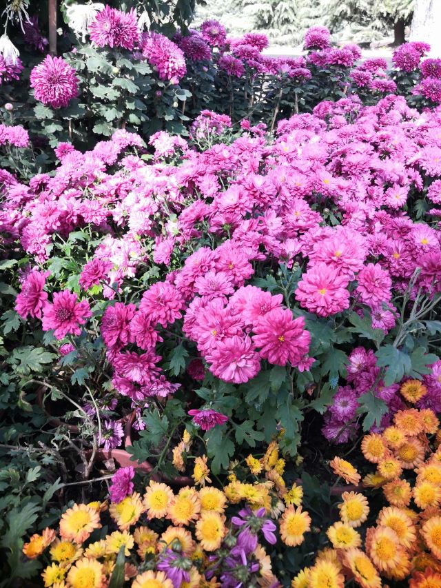 麻城五脑山森林公园攻略,麻城五脑山森林公园门票/游玩攻略/地址/图片/门票价格【携程攻略】