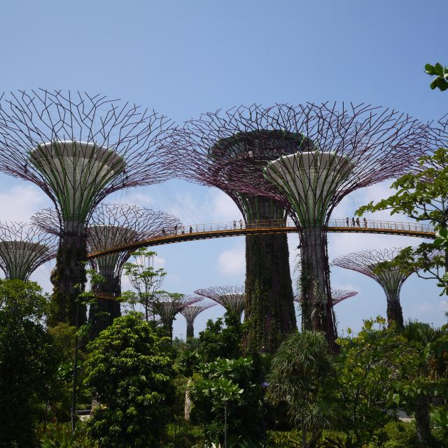 新加坡擎天树,新加坡,新加坡在哪(第4页)_大山谷图库